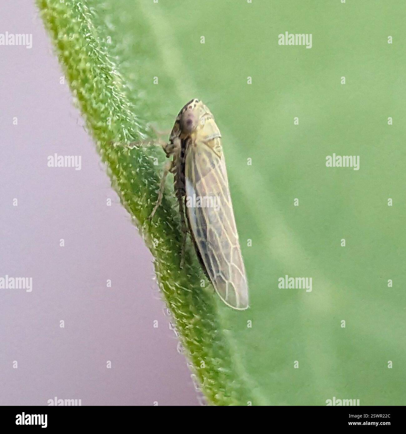 (Graminella), Insecta, Downtown, Ithaca, NY, USA Stock Photo - Alamy