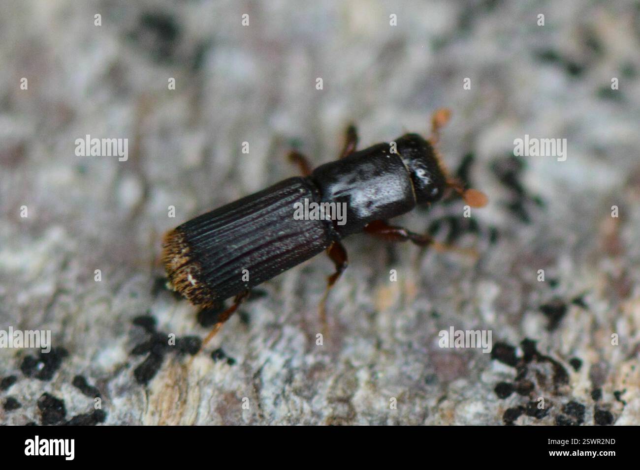 (Platypus cylindrus), Insecta, 5080 Laufenburg, Schweiz, several about ...