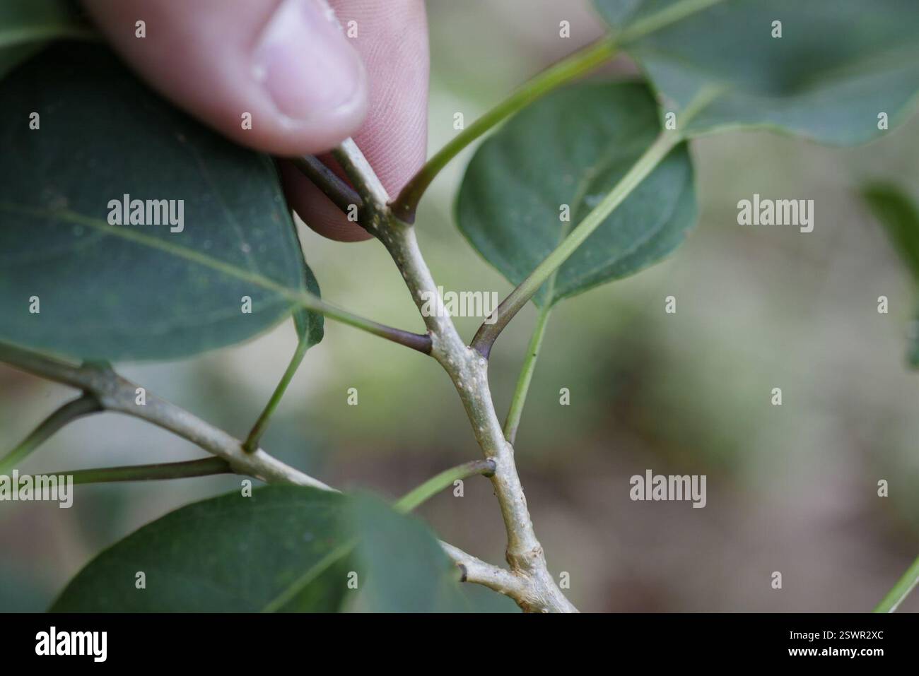 Lolly Bush (Clerodendrum floribundum), Plantae, Jarvisfield, QLD, AU ...