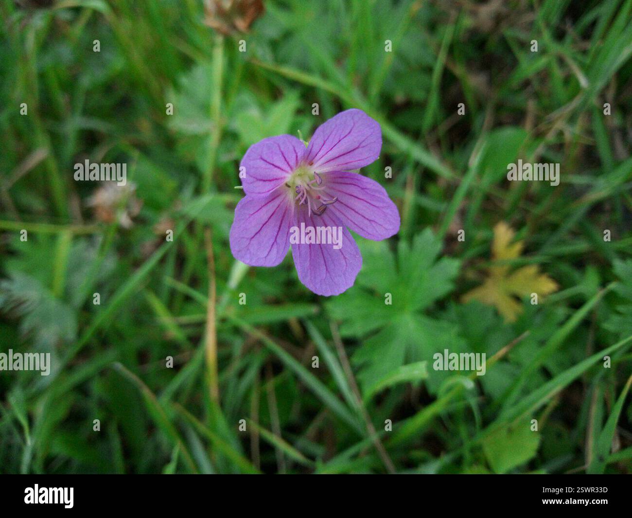(Geranium collinum), Plantae, Чепино, Днепропетровская область, Украина ...