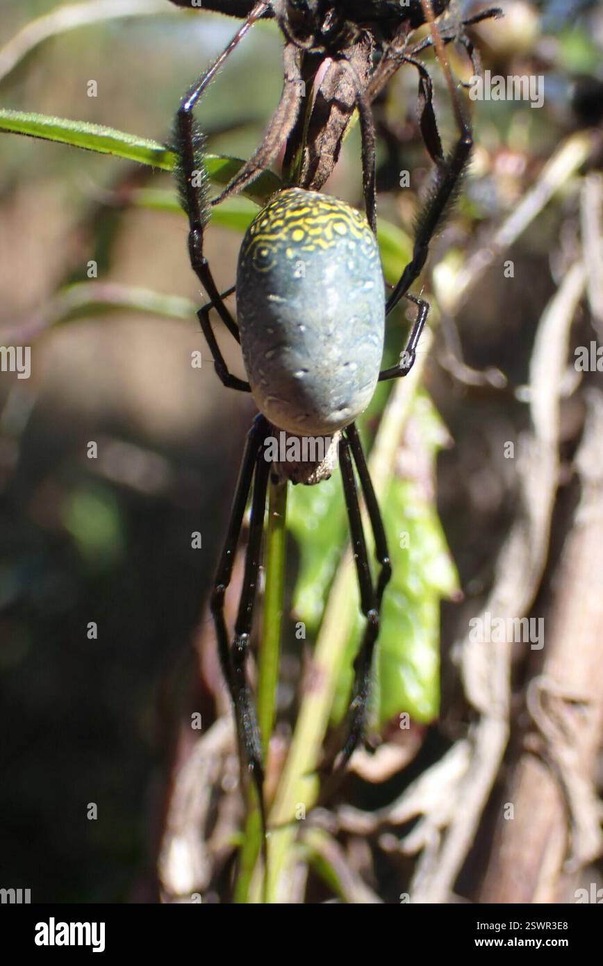 Hairy Golden Orb-weaving Spider (Trichonephila fenestrata), Arachnida ...