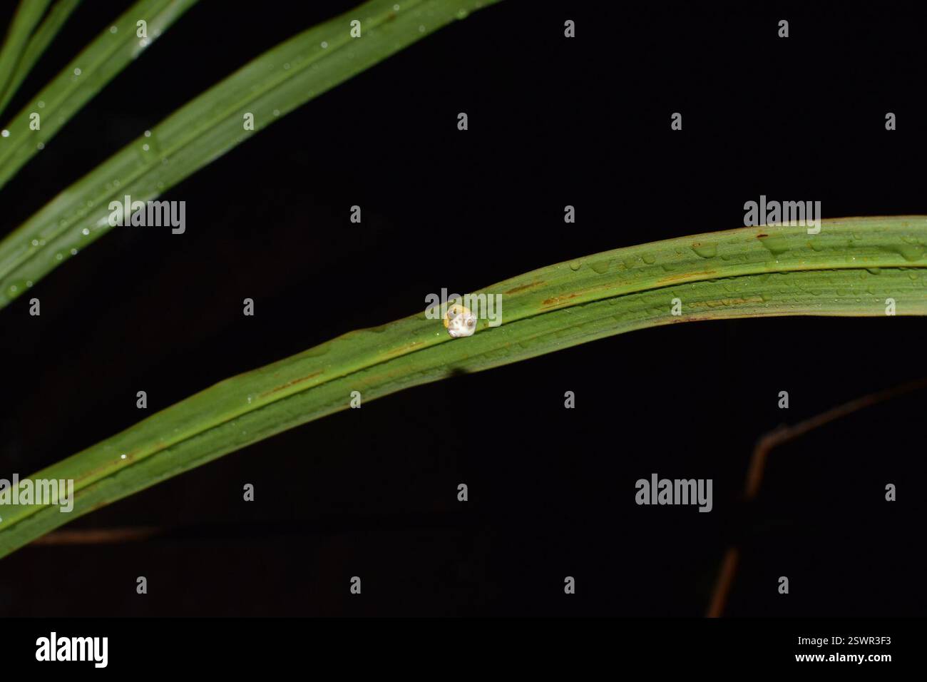 Lesser Bird-dropping Spider (Cyrtarachne bufo), Arachnida, 中国浙江省杭州市临安区 ...