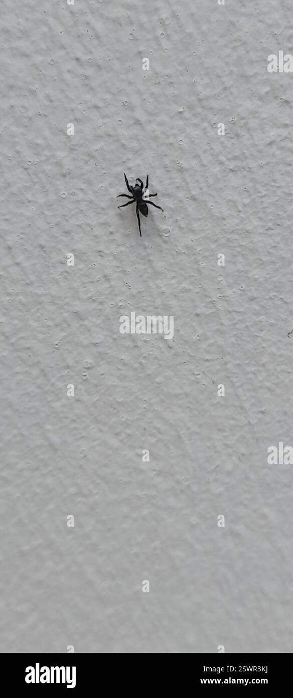 Typical Jumping Spiders (Salticinae), Arachnida, Idimuzhikkal ...