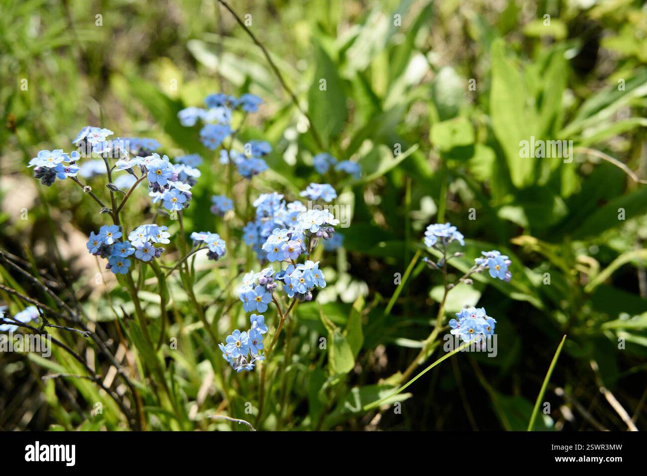 mountain forget-me-not (Myosotis asiatica), Plantae, Park County, WY ...