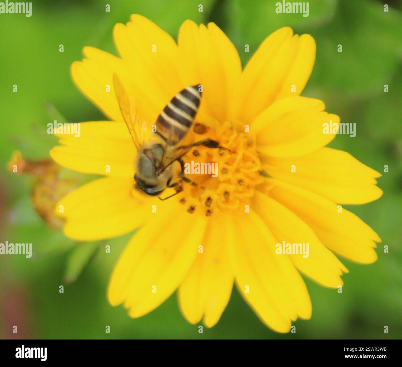 Indian Honey Bee (Apis cerana indica), Insecta, Kengeri Satellite Town ...