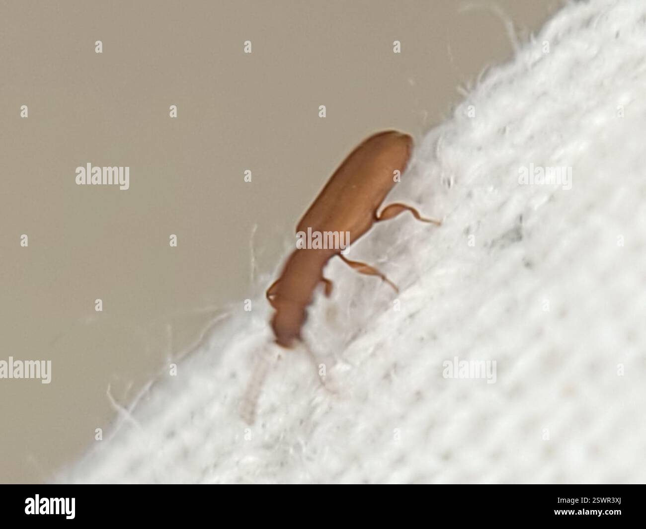 (Silvaninae), Insecta, Glen Arbor, MI 49636, USA Stock Photo - Alamy
