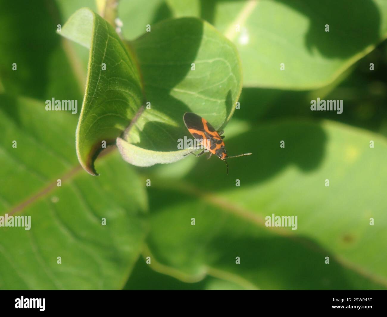 False Milkweed Bug (Lygaeus turcicus), Insecta, Athol, MA, USA, On ...