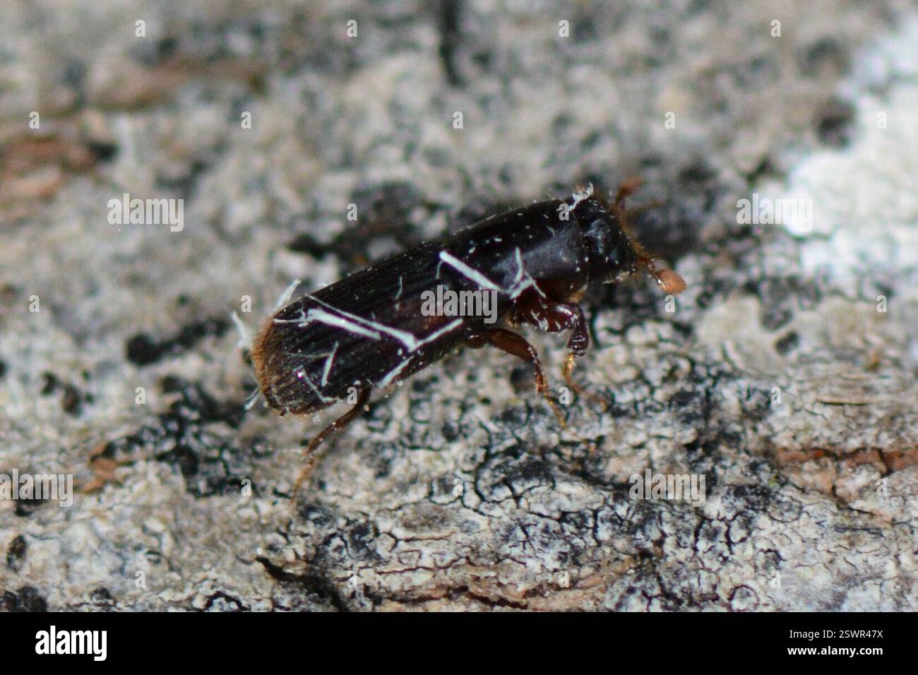 (Platypus cylindrus), Insecta, 5080 Laufenburg, Schweiz Stock Photo - Alamy