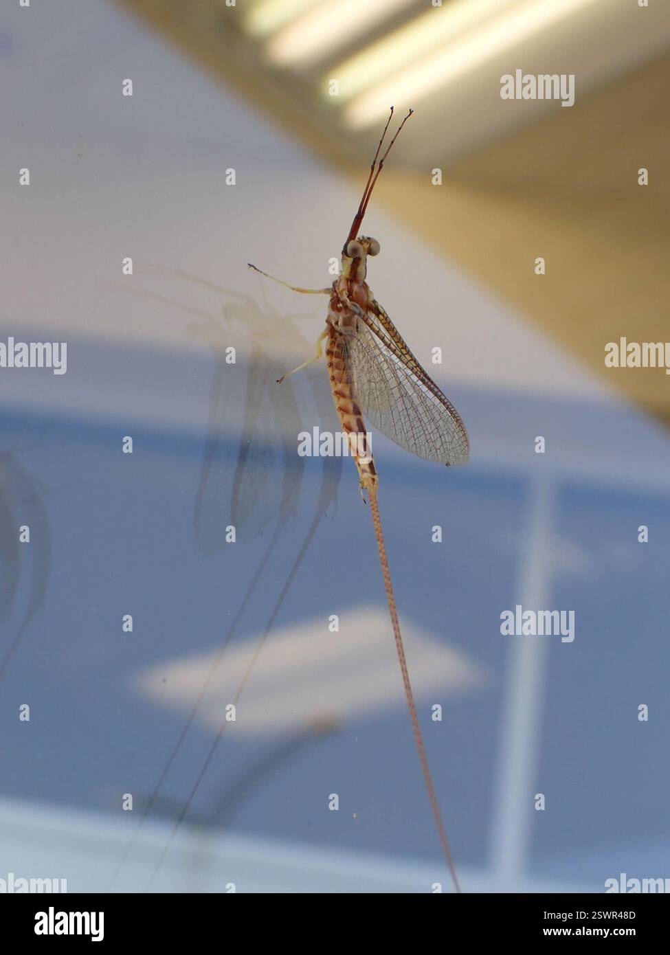 Giant Mayflies (Hexagenia), Insecta, Swift Current, SK, Canada, Maybe ...