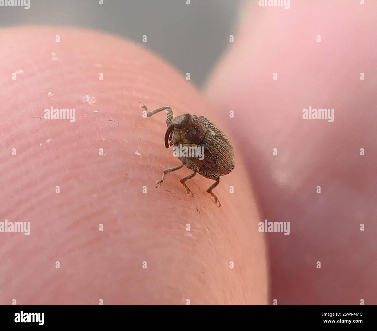Cabbage Stem Weevil (Ceutorhynchus pallidactylus), Insecta, 82-103 ...