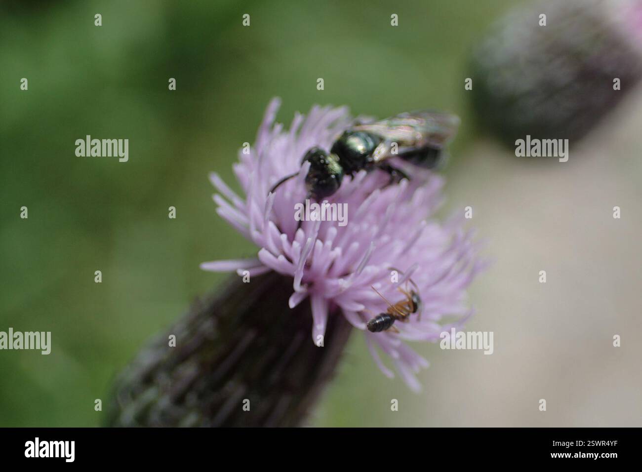 Small Carpenter Bees (Ceratina), Insecta, Evergreen Brick Works ...