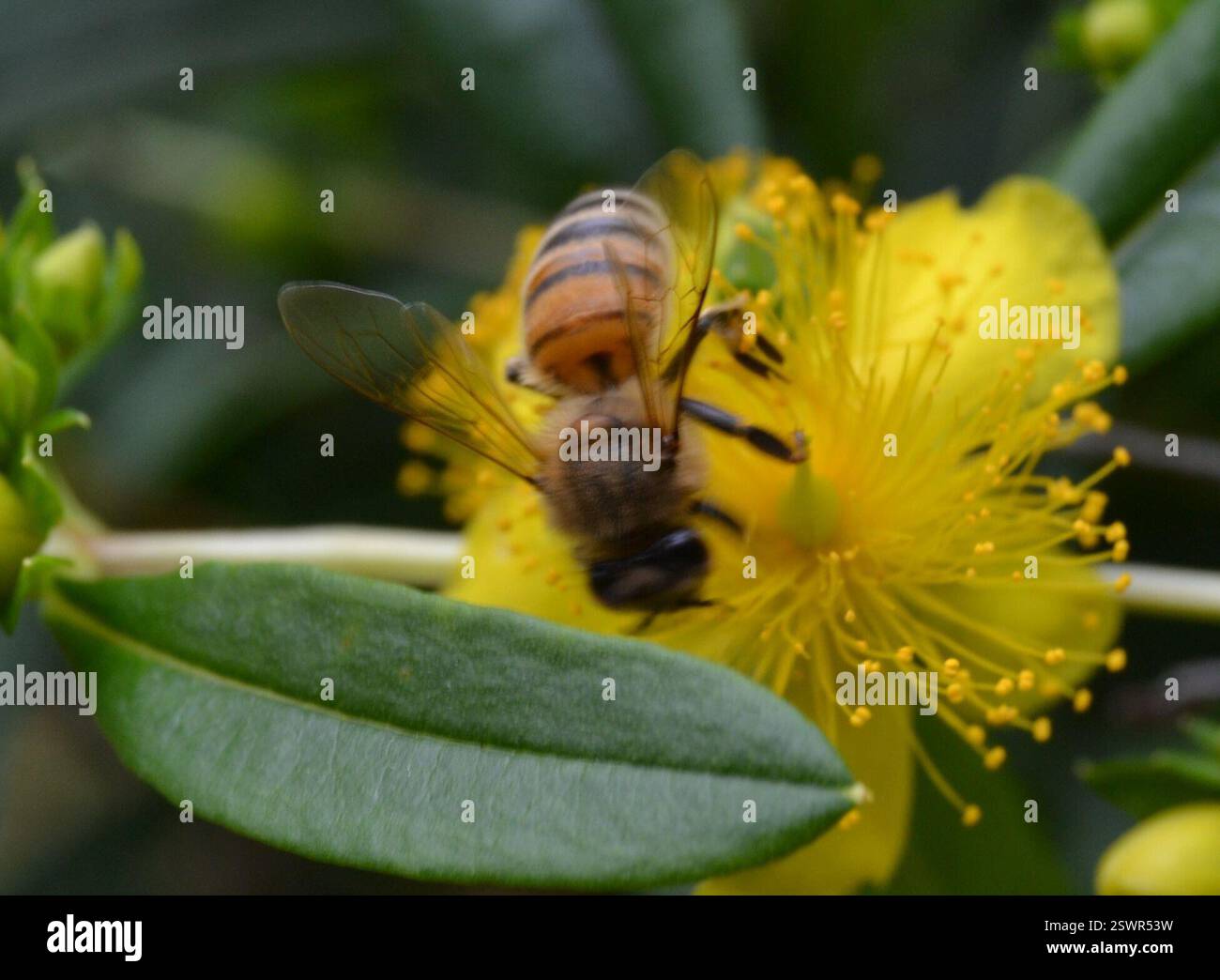 Western Honey Bee (Apis mellifera), Insecta, 7229 Clayton Rd, St. Louis ...
