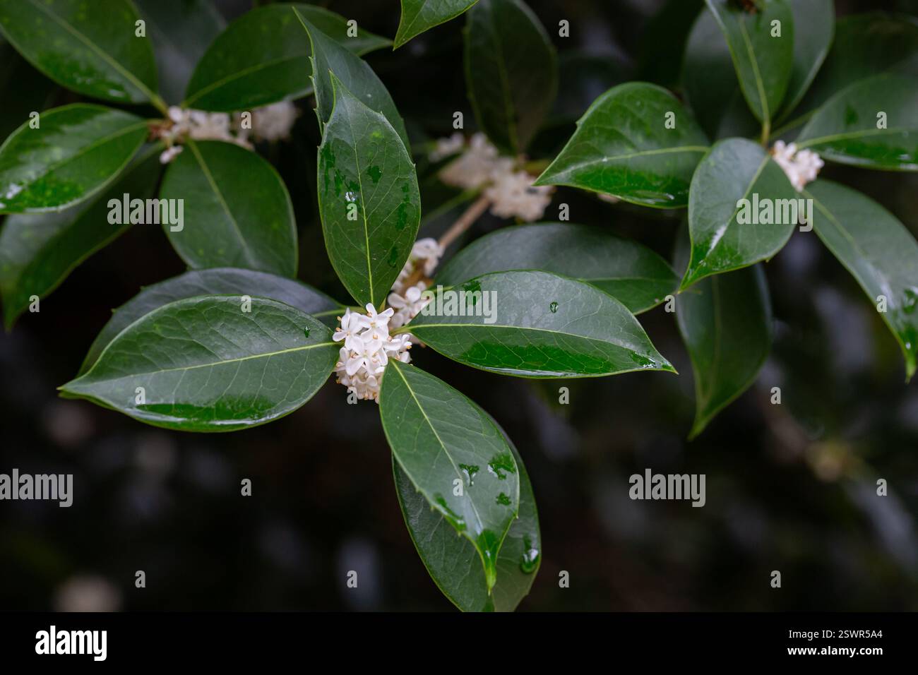 Fortune's osmanthus (Osmanthus Fortunei) flowers. Oleaceae evergreen ...