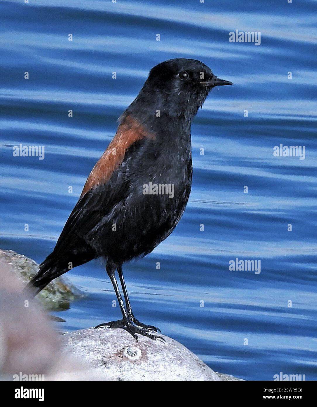 Austral Negrito (Lessonia rufa), Aves, Lavalle, Mendoza, Argentina ...