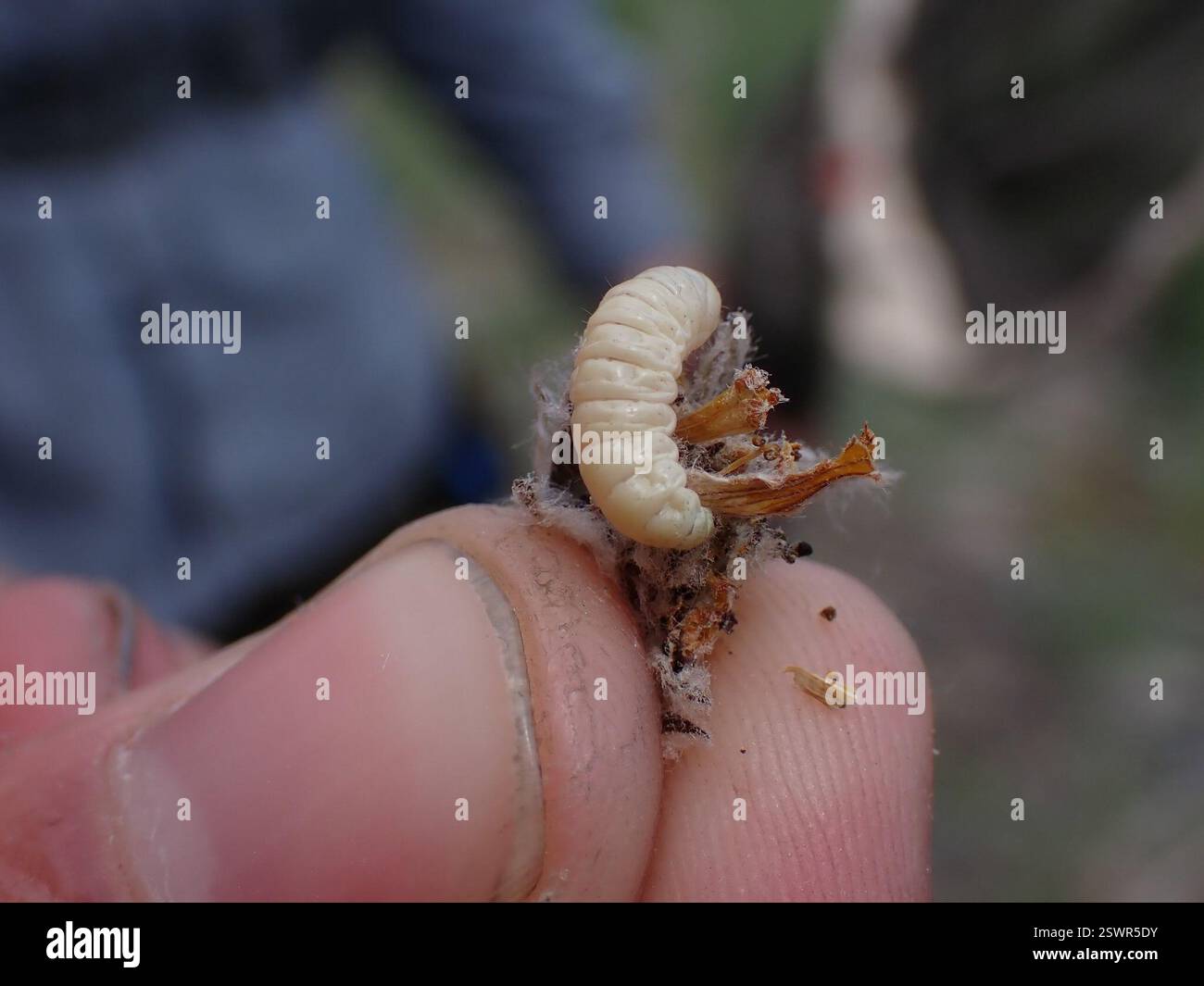 Lesser Wax Moth (Achroia grisella), Insecta, Okanagan-Similkameen, BC ...