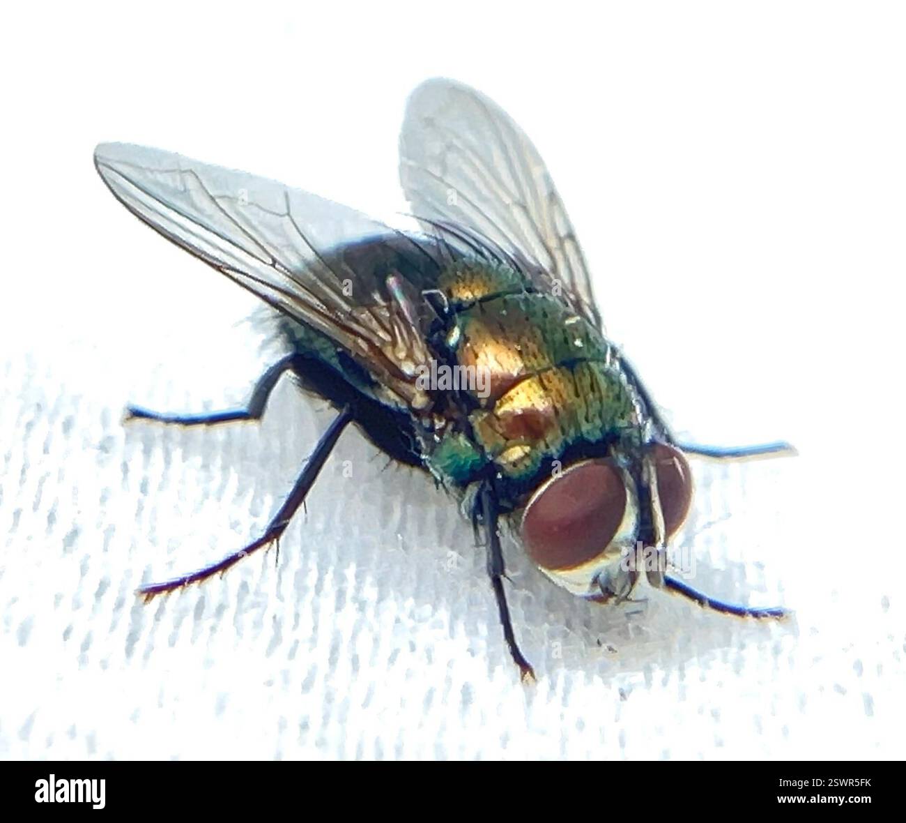 Australian Sheep Blow Fly (Lucilia cuprina), Insecta, Bertonley Ave ...