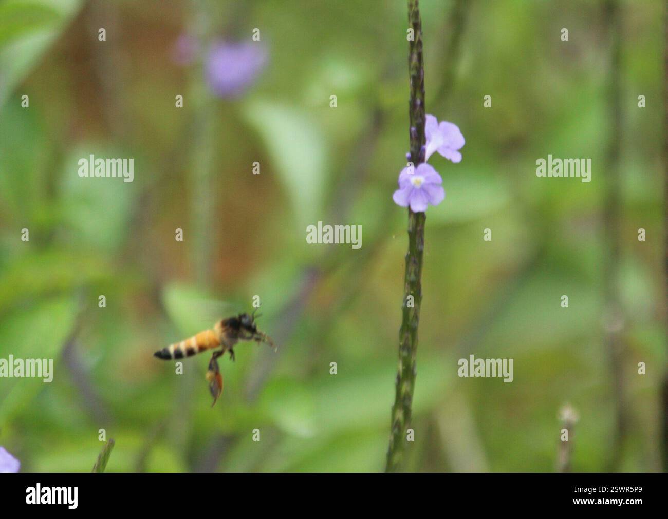 Giant Honey Bee (Apis dorsata), Insecta, Kengeri Satellite Town ...
