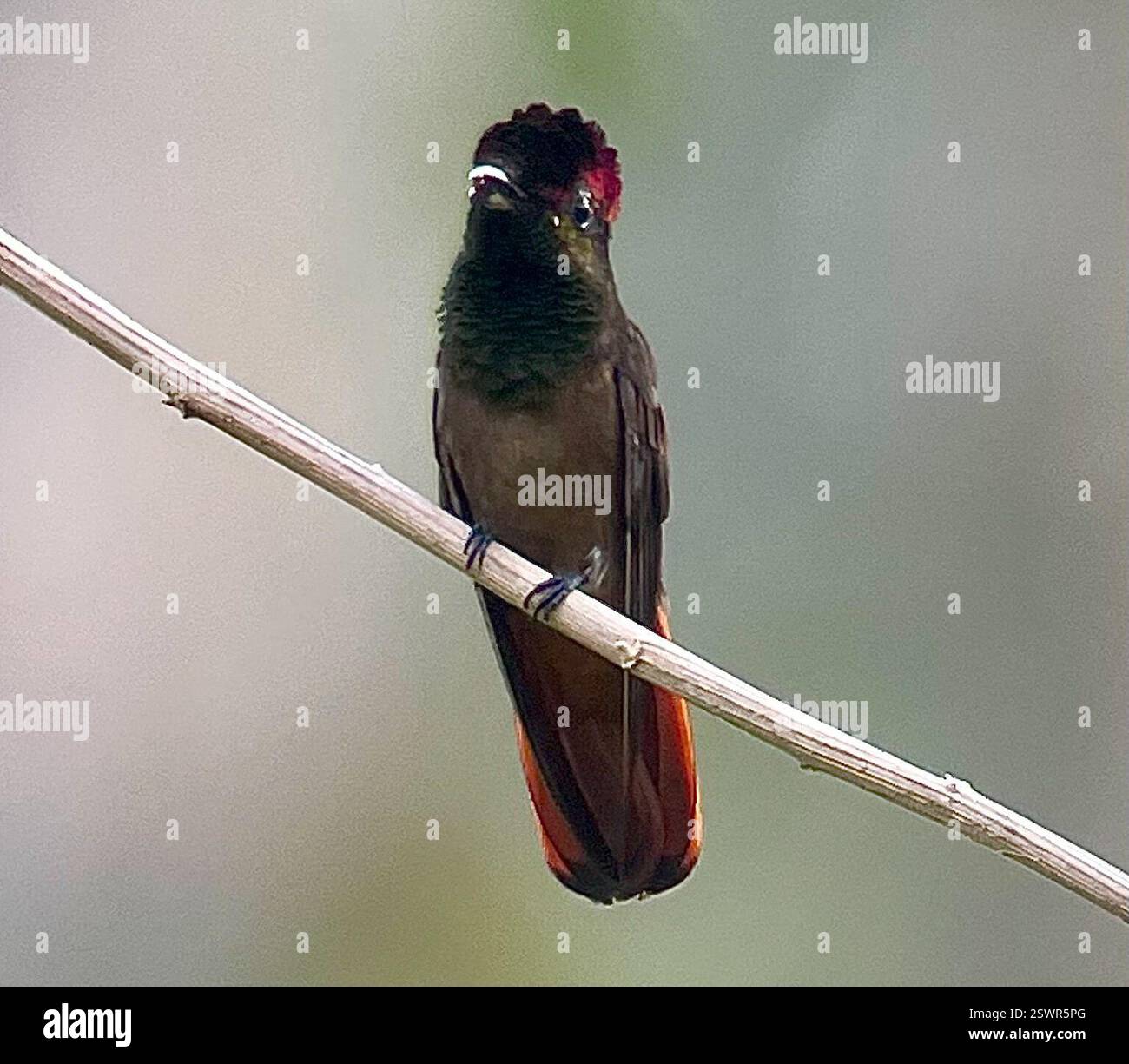 Ruby-topaz Hummingbird (Chrysolampis mosquitus), Aves, Darien, PA ...