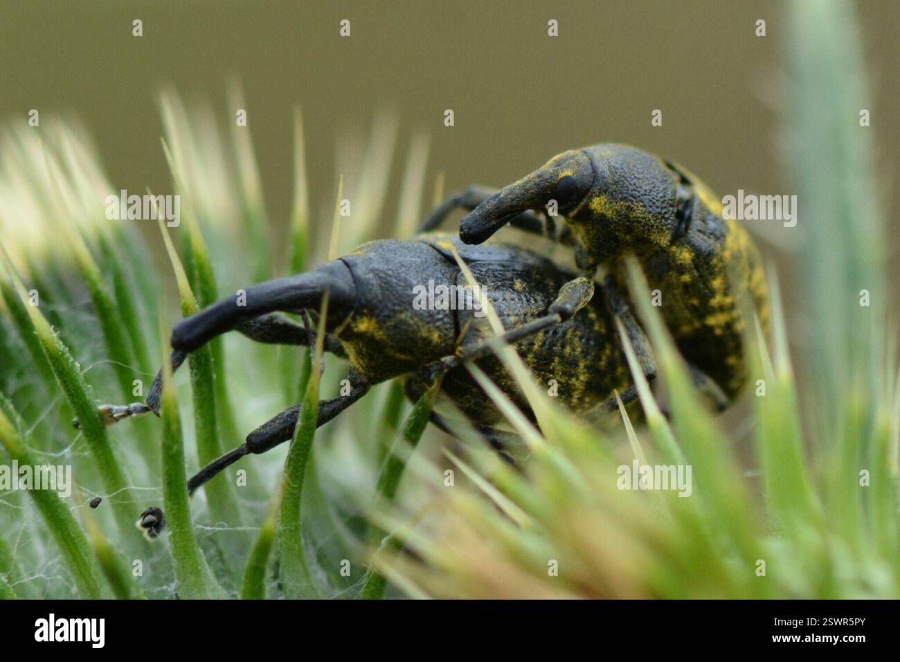 (Larinus sturnus), Insecta, 5072 Oeschgen, Schweiz Stock Photo - Alamy
