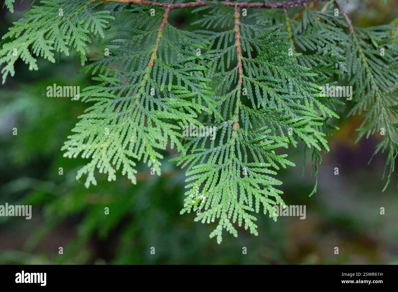 Thuja occidentalis. Green thuja tree branches, background Stock Photo ...