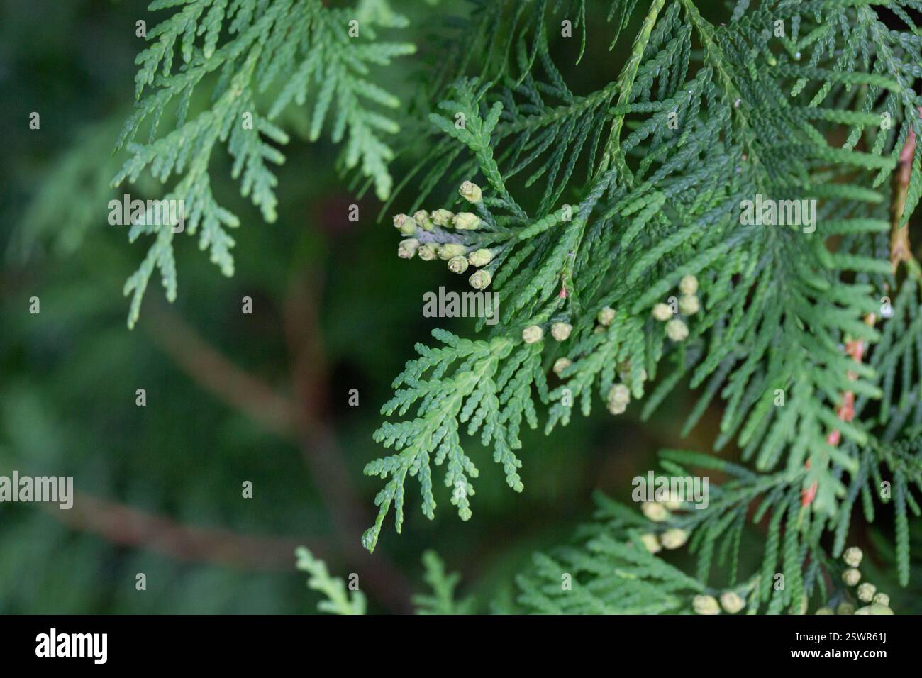 Thuja occidentalis. Green thuja tree branches, background Stock Photo ...