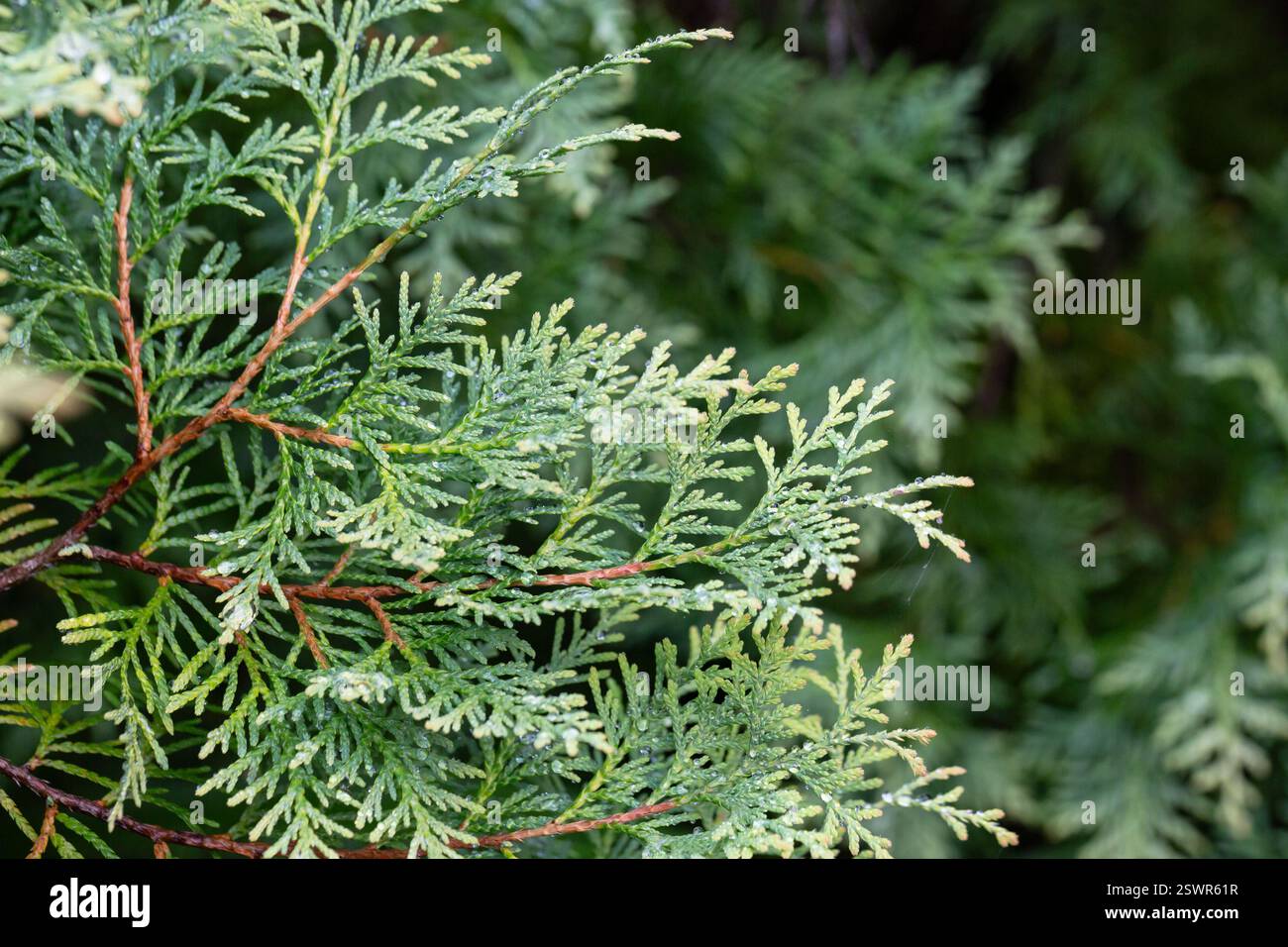 Thuja occidentalis. Green thuja tree branches, background Stock Photo ...