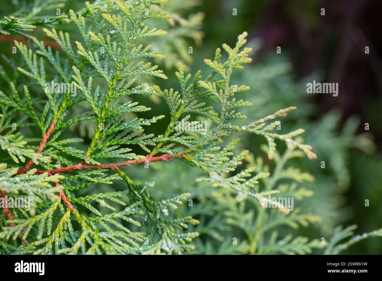 Thuja occidentalis. Green thuja tree branches, background Stock Photo ...