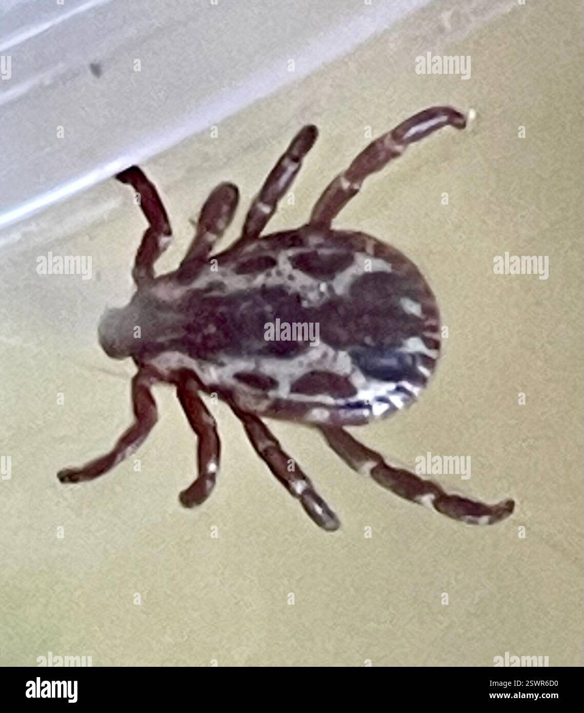 American Dog Tick (Dermacentor variabilis), Arachnida, Fort Ord ...