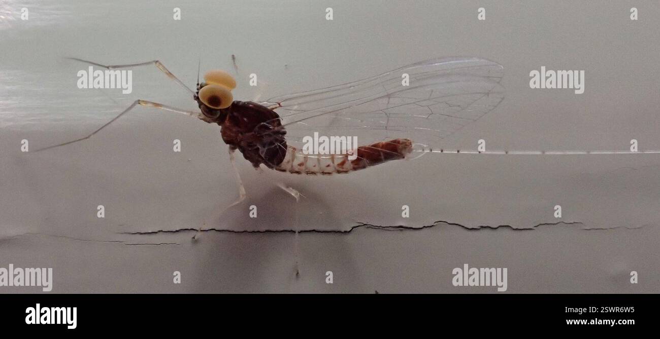 Pond Olive (Cloeon dipterum), Insecta, Graafland, Groot-Ammers, South ...