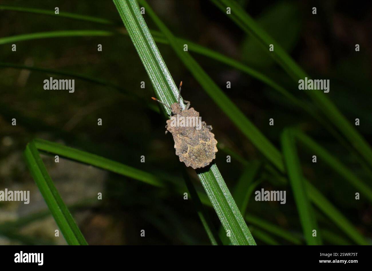 (Megymenum pratti), Insecta, 中国贵州省贵阳市云岩区 Stock Photo - Alamy