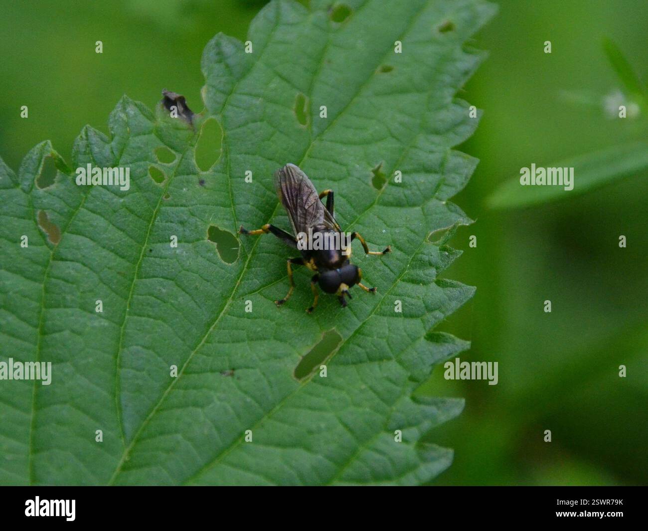 Golden-tailed Leafwalker (Xylota sylvarum), Insecta, Osterode am Harz, DE-NI, DE Stock Photo - Alamy