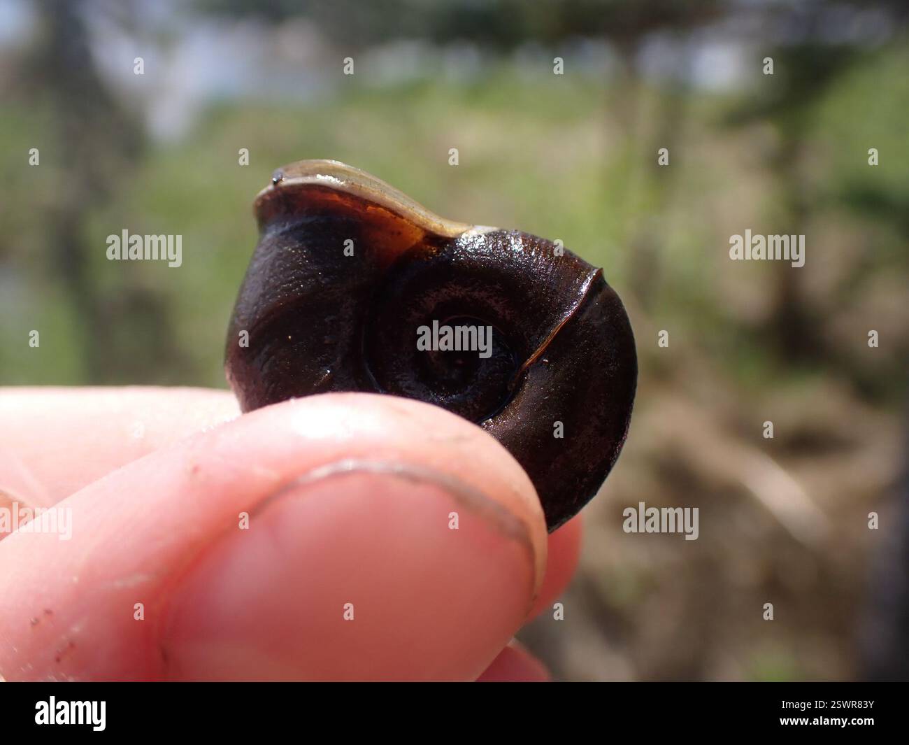 Marsh Ramshorn (Planorbella trivolvis), Mollusca, Thompson-Nicola, BC ...
