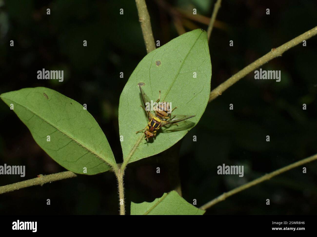 Tau Fly (Zeugodacus tau), Insecta, 中国贵州省贵阳市云岩区 Stock Photo - Alamy