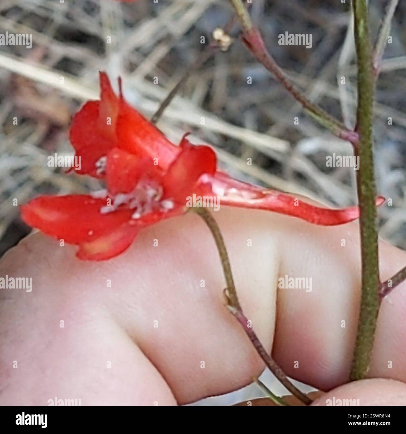 Scarlet Larkspur (Delphinium cardinale), Plantae, Cleveland National ...