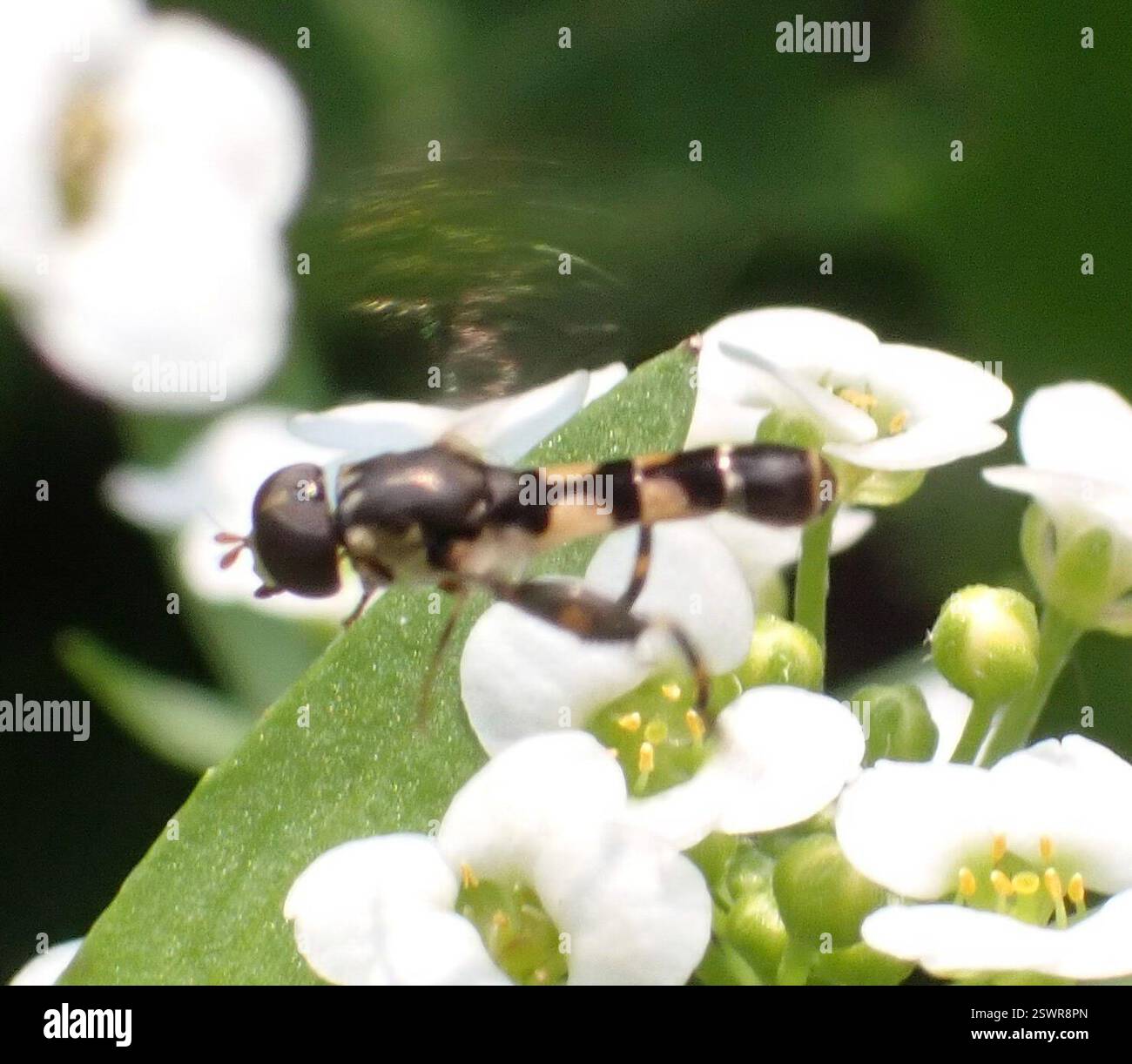 Thick-legged Hover Fly (Syritta pipiens), Insecta, Graafland, Groot ...
