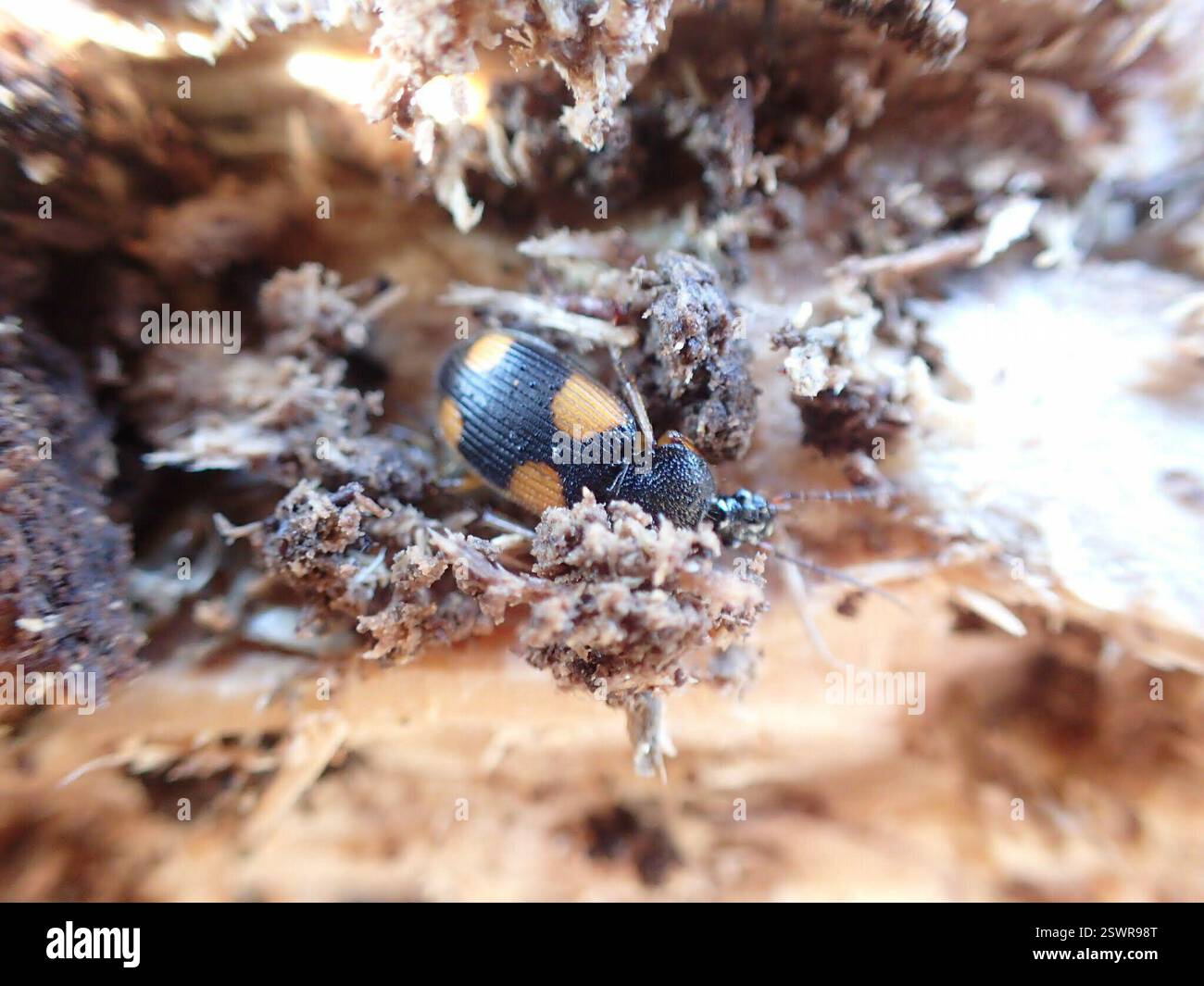 (Panagaeus japonicus), Insecta, Nagano, JP Stock Photo - Alamy