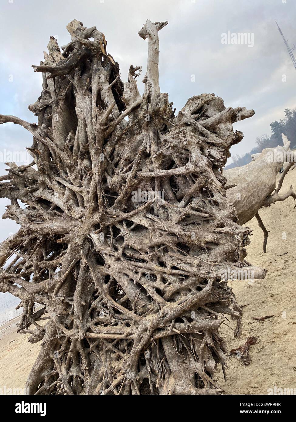 Twisted and dry roots of a tree form an enormous ball on the shore ...