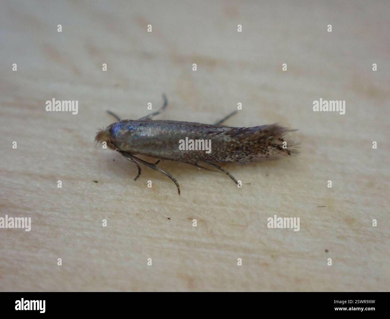 Tineola bisselliella clothes moth uk hi-res stock photography and ...