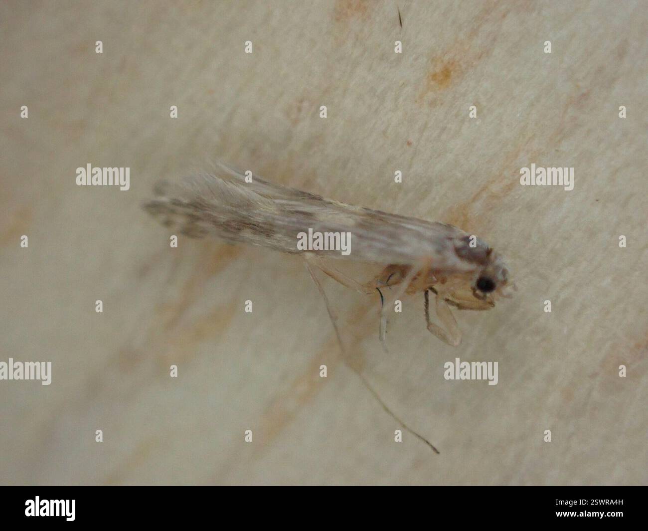 Salt and Pepper Microcaddisfly (Agraylea multipunctata), Insecta, 8 ...