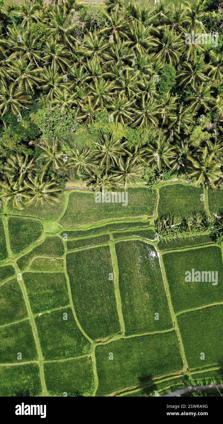 Stunning Aerial View of Bali’s Lush Rice Terraces Stock Photo - Alamy