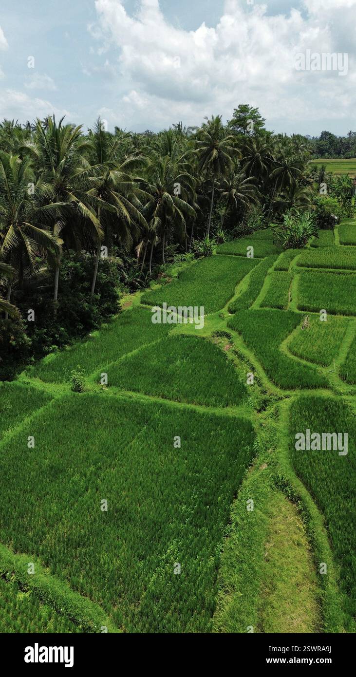 Stunning Aerial View of Bali’s Lush Rice Terraces Stock Photo - Alamy