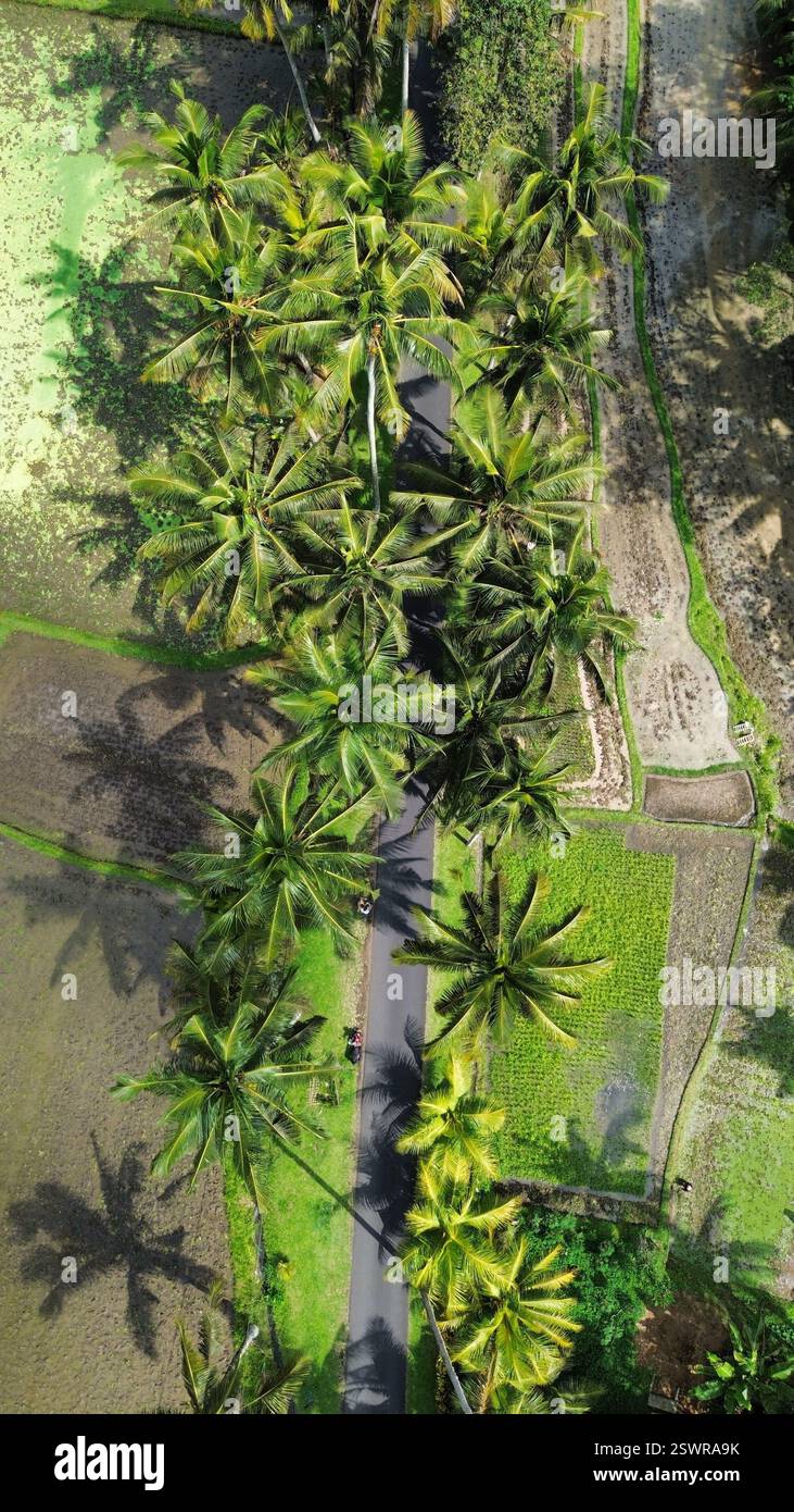 Famous Palm Tree-Lined Road to Tibumana Waterfall, Ubud Bali – Aerial ...