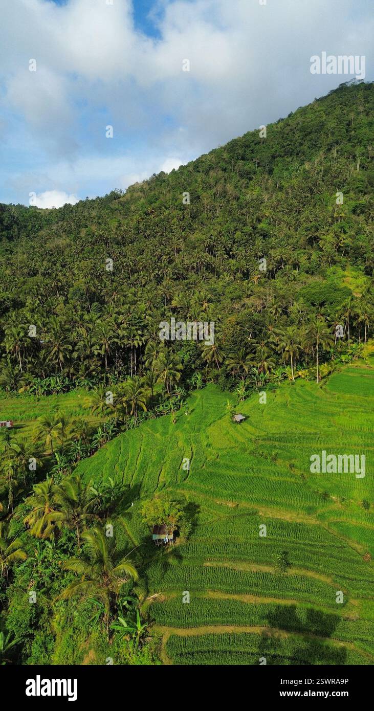 Stunning Aerial View of Bali’s Lush Rice Terraces Stock Photo - Alamy