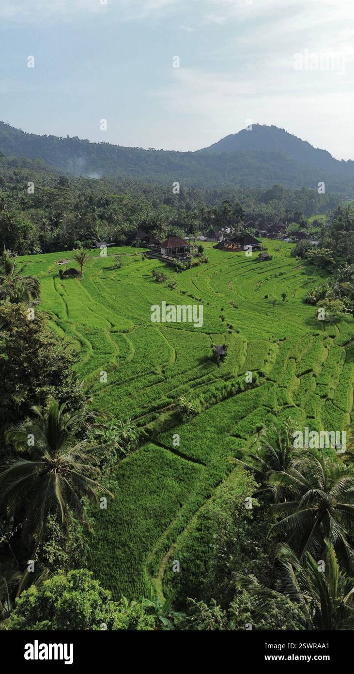 Stunning Aerial View of Bali’s Lush Rice Terraces Stock Photo - Alamy