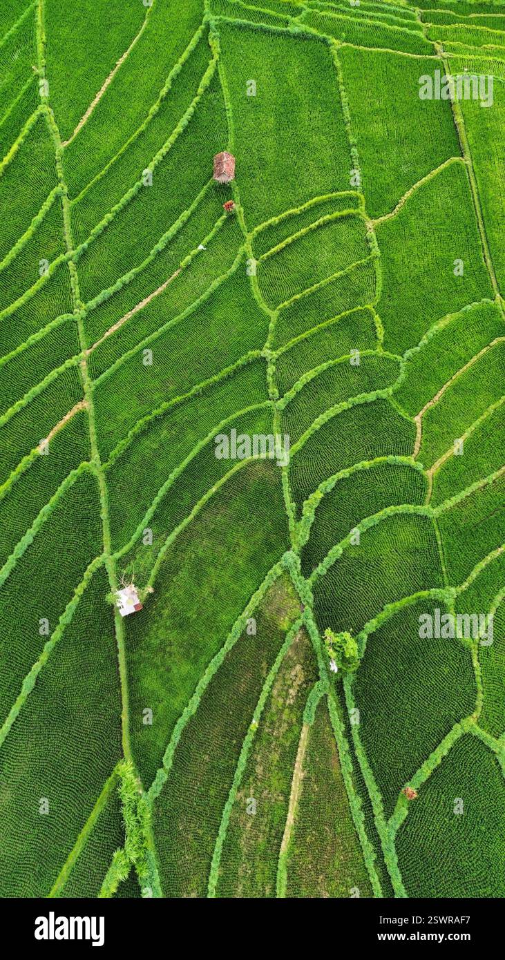 Stunning Aerial View of Bali’s Lush Rice Terraces Stock Photo - Alamy