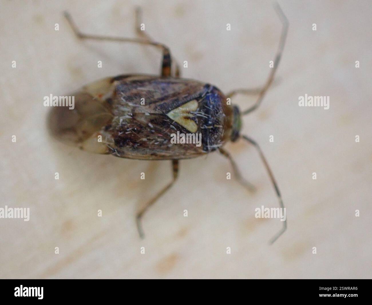 European Tarnished Plant Bug (Lygus rugulipennis), Insecta, 8 Millcroft ...