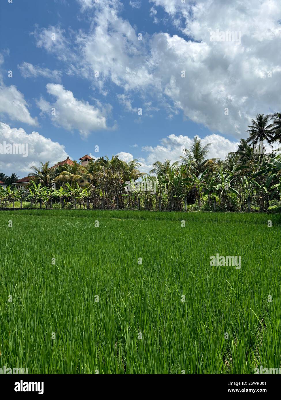 Lush Green Rice Terraces in Bali – A Tropical Paradise Stock Photo - Alamy