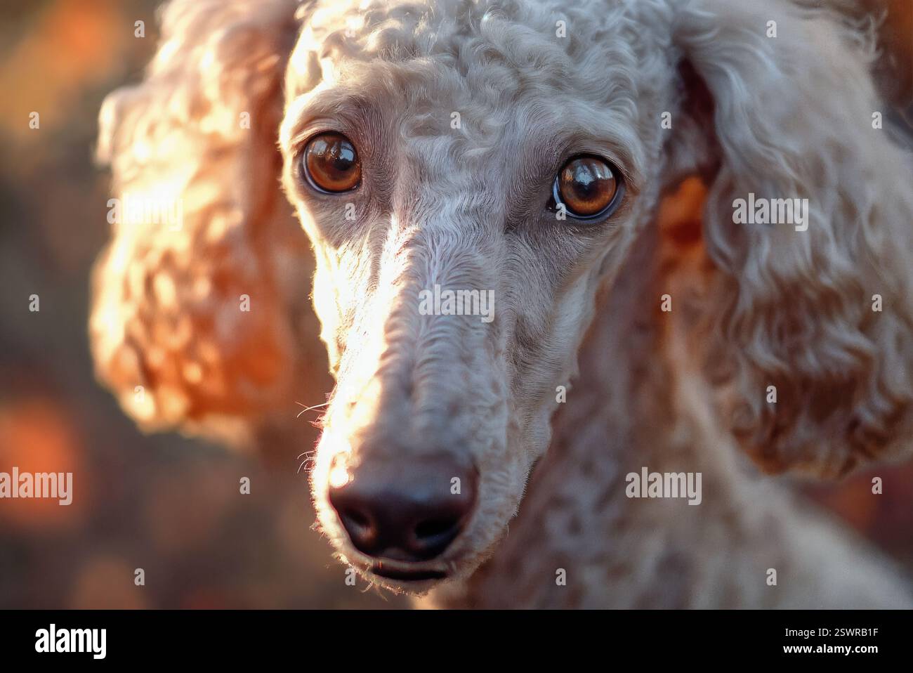 Poodle coat colors hi-res stock photography and images - Alamy
