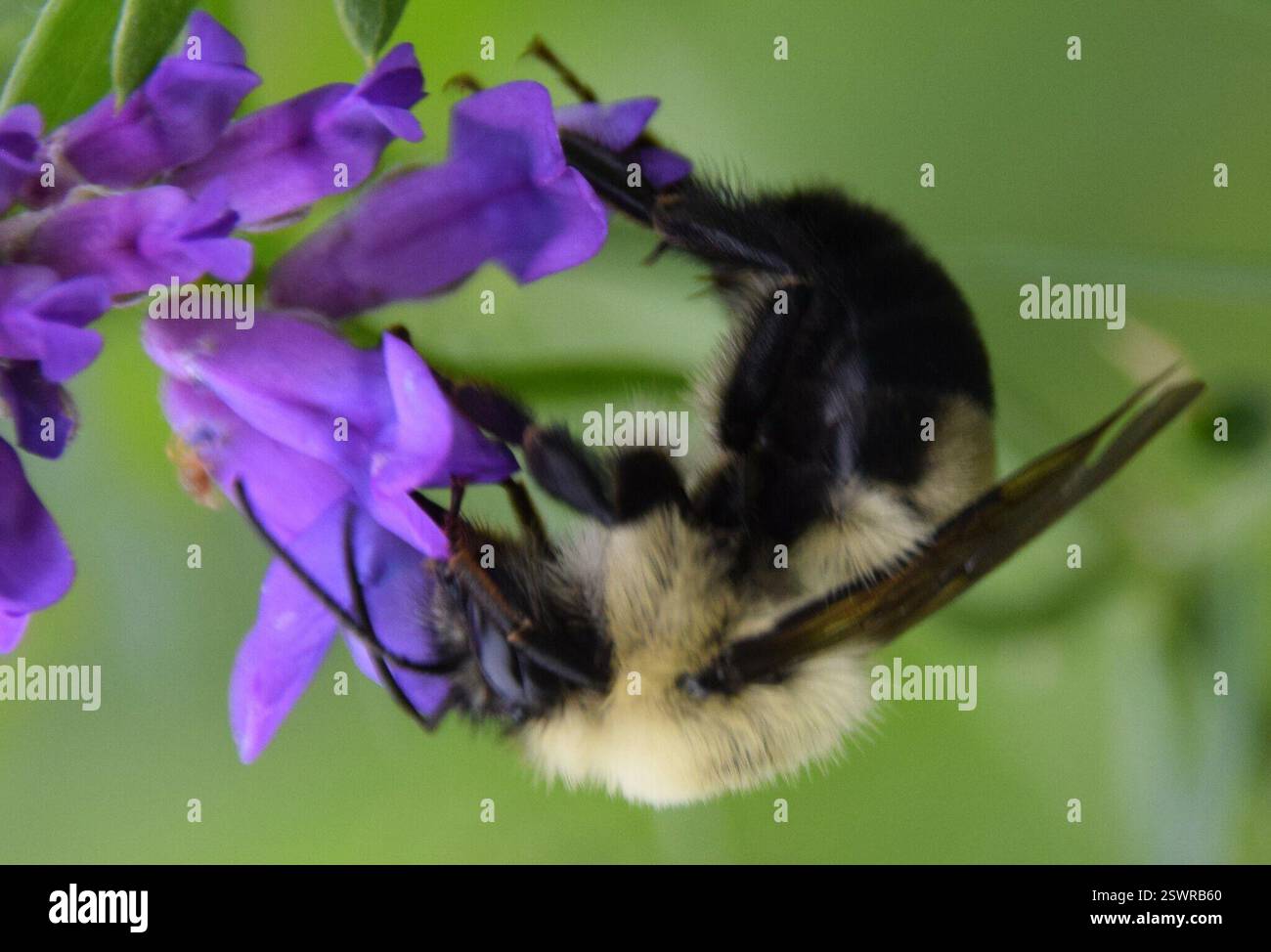 Two-spotted Bumble Bee (Bombus bimaculatus), Insecta, Powerview ...
