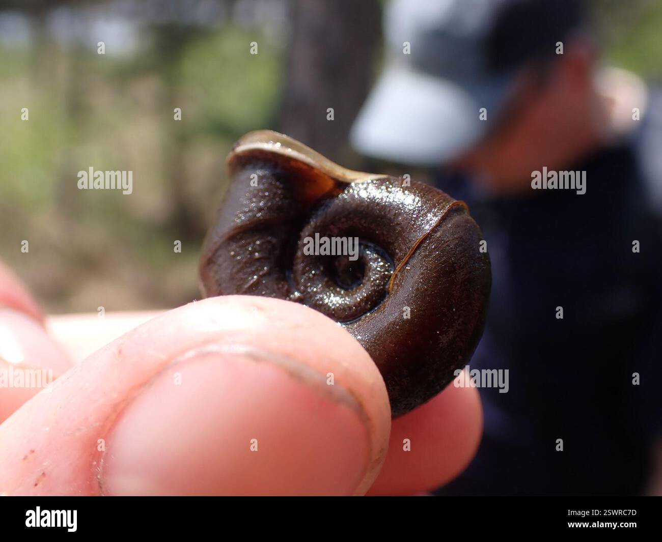 Marsh Ramshorn (Planorbella trivolvis), Mollusca, Thompson-Nicola, BC ...